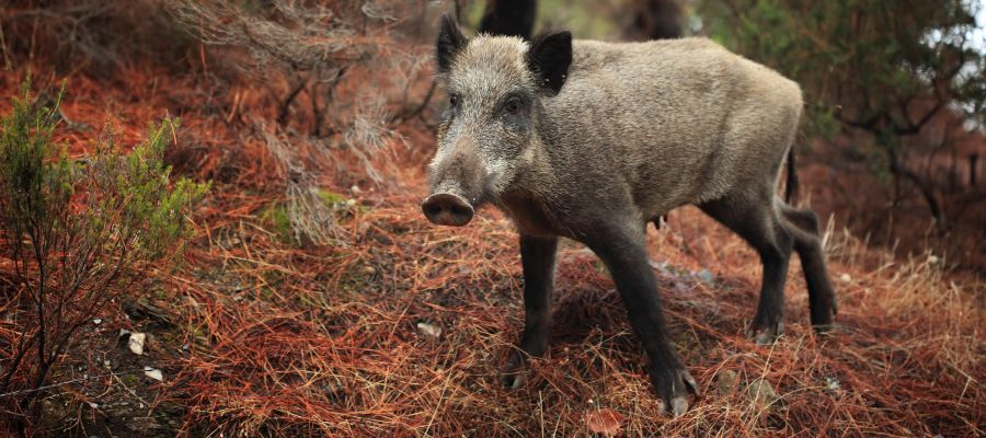Tipos de caza de jabalí en España